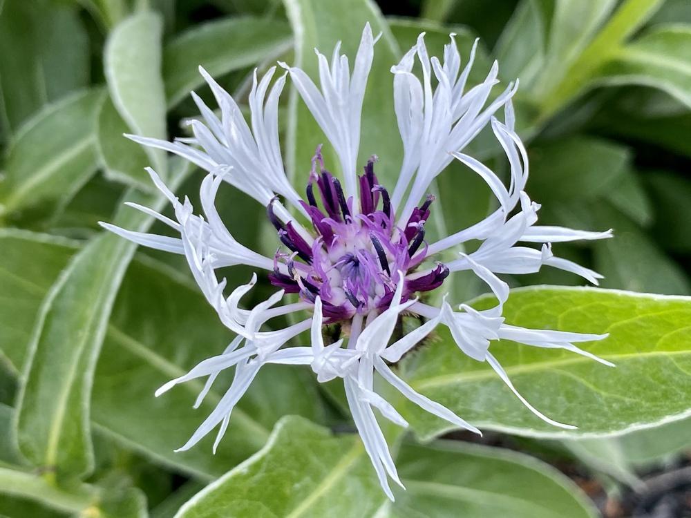 Sweet Sultan (Centaurea) - Garden.org