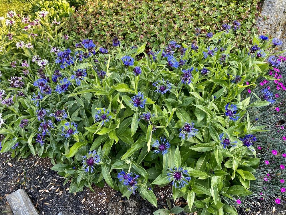 Photo of the entire plant of Sweet Sultan (Centaurea) posted by csandt ...