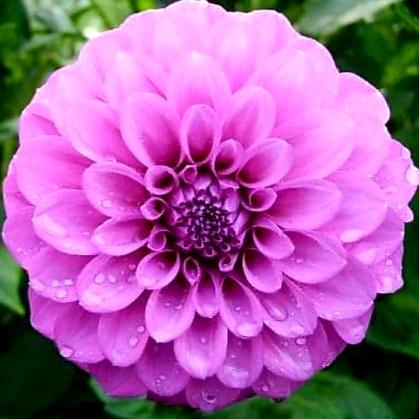 Dahlia 'Bracken Nikolaus' in the Dahlias Database - Garden.org