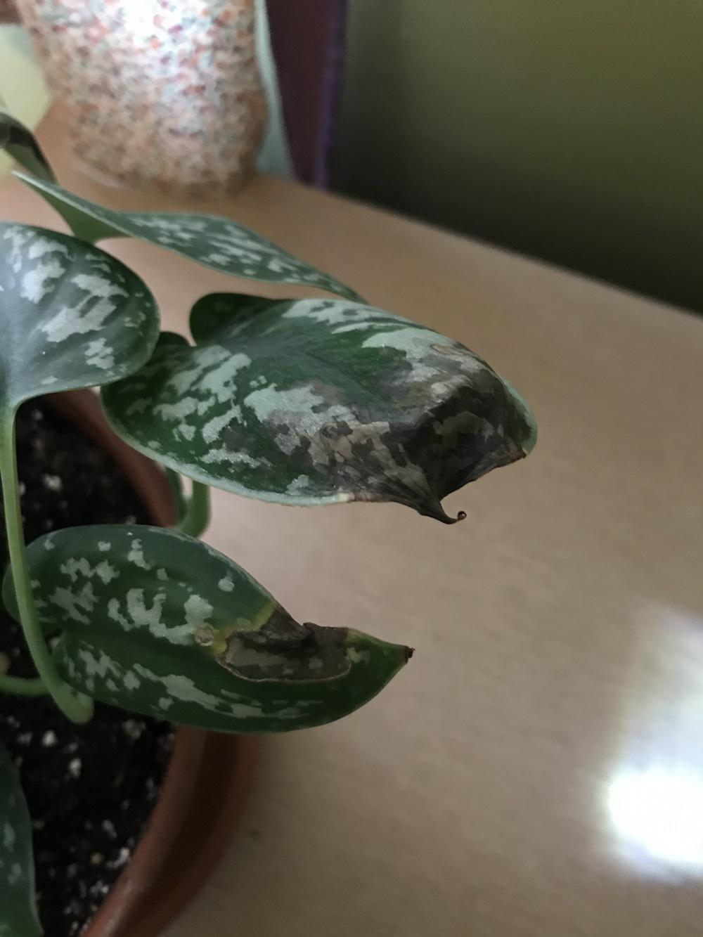 Silver Pothos with greying leaves, black spots in the Houseplants forum ...