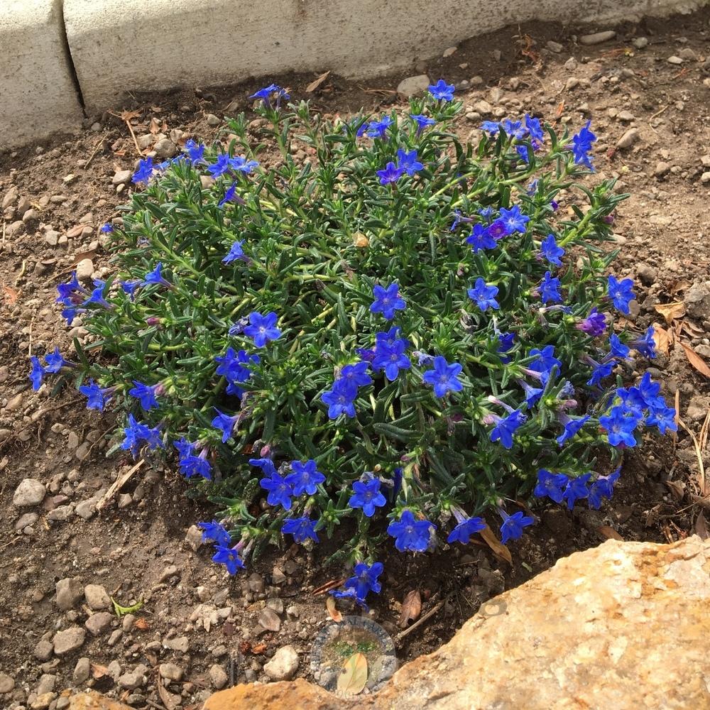 Photo of the seedling or young plant of Lithodora (Glandora prostrata ...