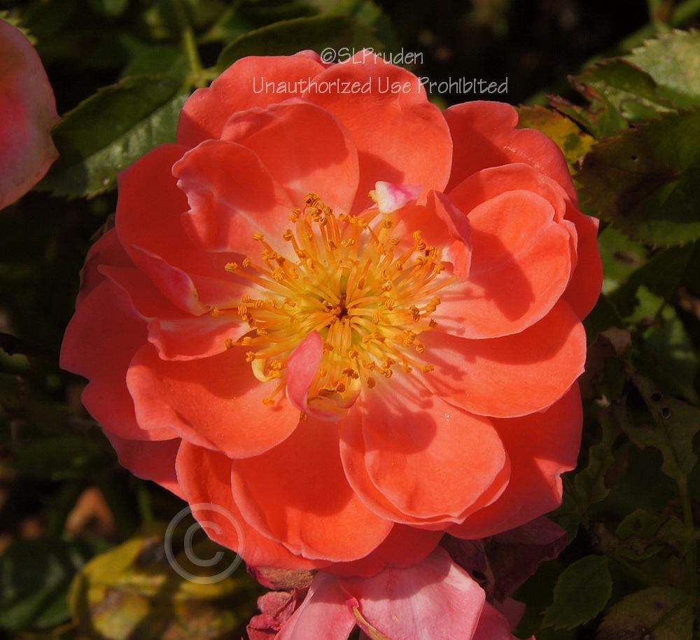 Rose (Rosa 'Oso Easy Mango Salsa') in the Roses Database - Garden.org