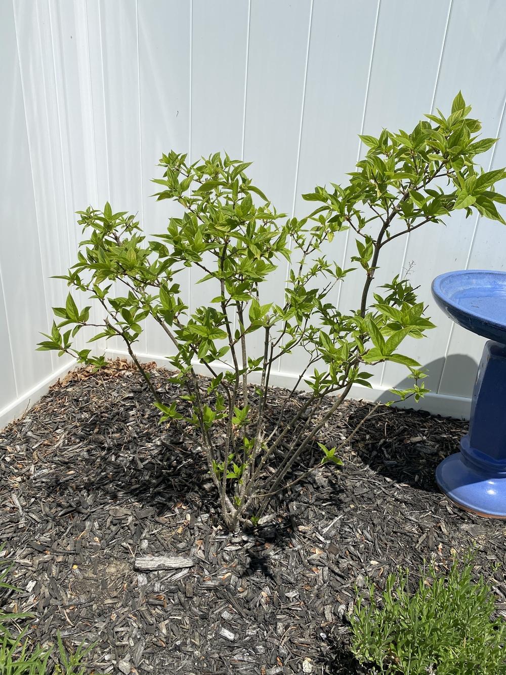 Little Lima hydrangea in the Hydrangeas forum - Garden.org