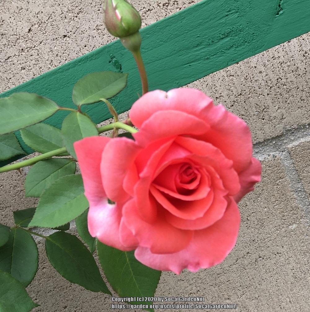 Photo of the bloom of Rose (Rosa 'America') posted by SoCalGardenNut ...