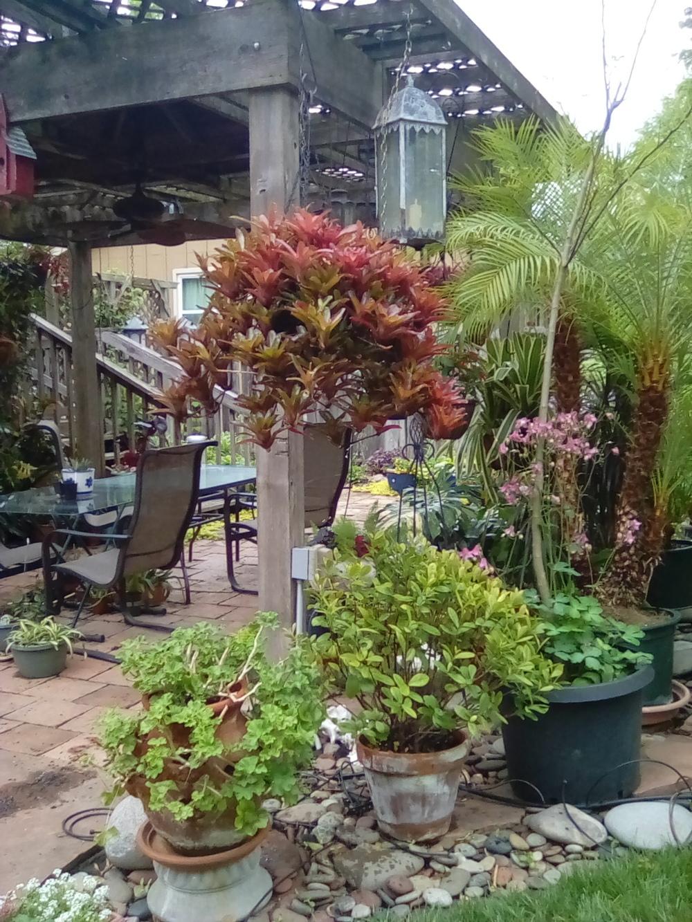 Hanging basket for new neoregelia 'Tiger Cub' in the Bromeliads forum ...