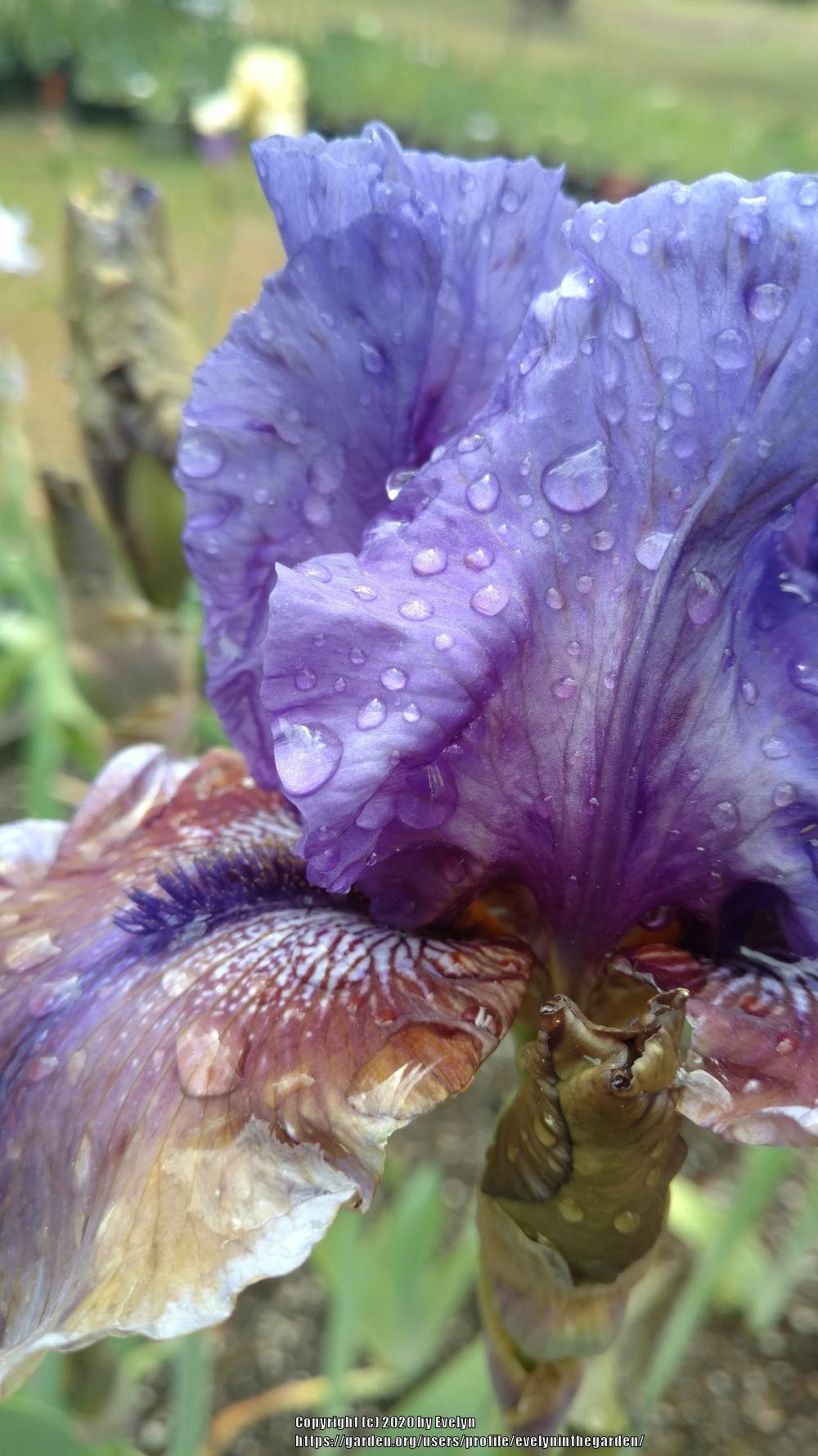 Photo of the bloom of Tall Bearded Iris (Iris 'Comic Opera') posted by ...