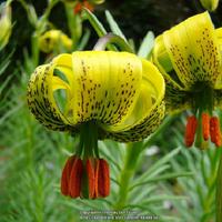 Photo of the bloom of Pyrenean Lily (Lilium pyrenaicum) posted by ...