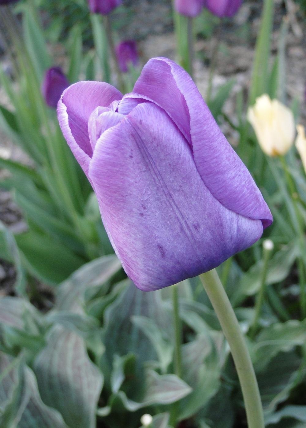 Photo of the bloom of Tulip (Tulipa 'Bleu Aimable') posted by ...