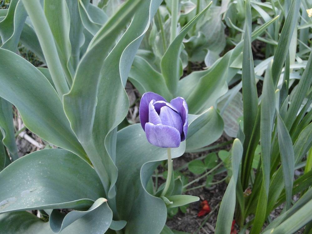 Photo of the bloom of Tulip (Tulipa 'Bleu Aimable') posted by ...