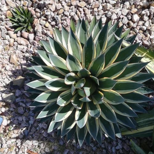 Agave 'Snow Glow' in the Agaves Database - Garden.org