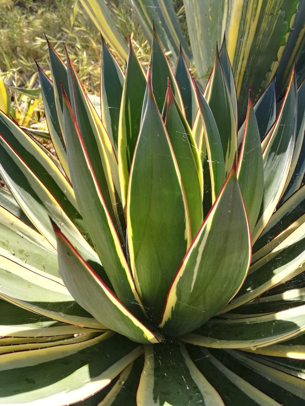Agaves: Plant Care and Collection of Varieties - Garden.org