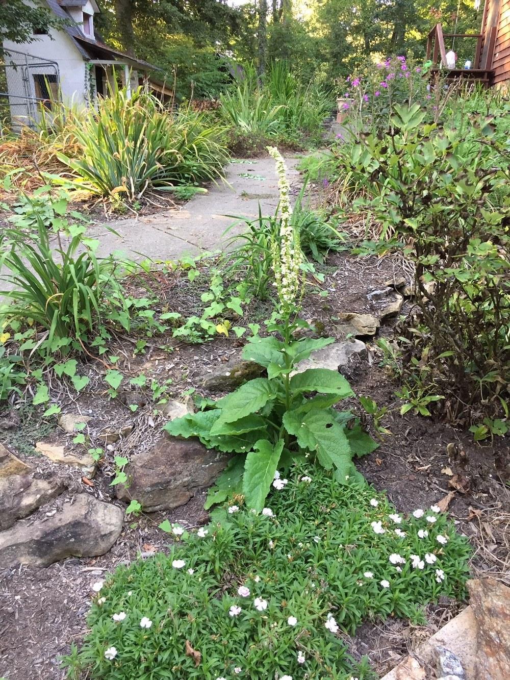 Verbascum 'Snowy Spires' - Garden.org
