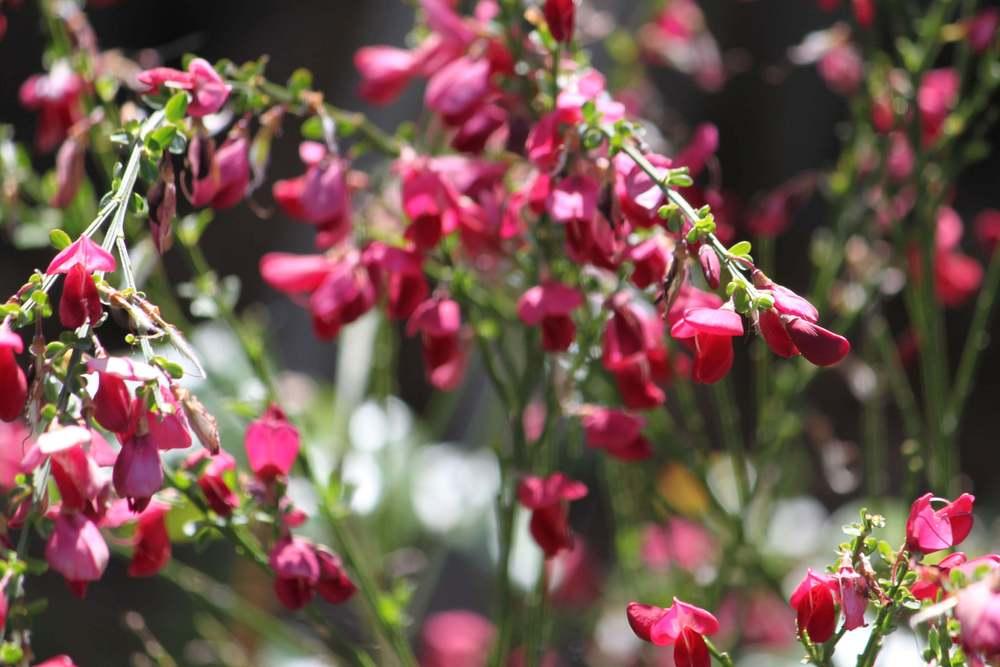Broom (Cytisus 'Boskoop Ruby') - Garden.org