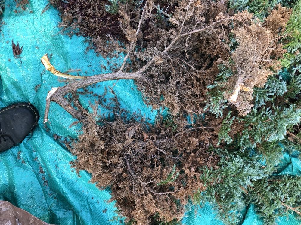 Rescuing a dying evergreen tree in the Ask a Question forum - Garden.org