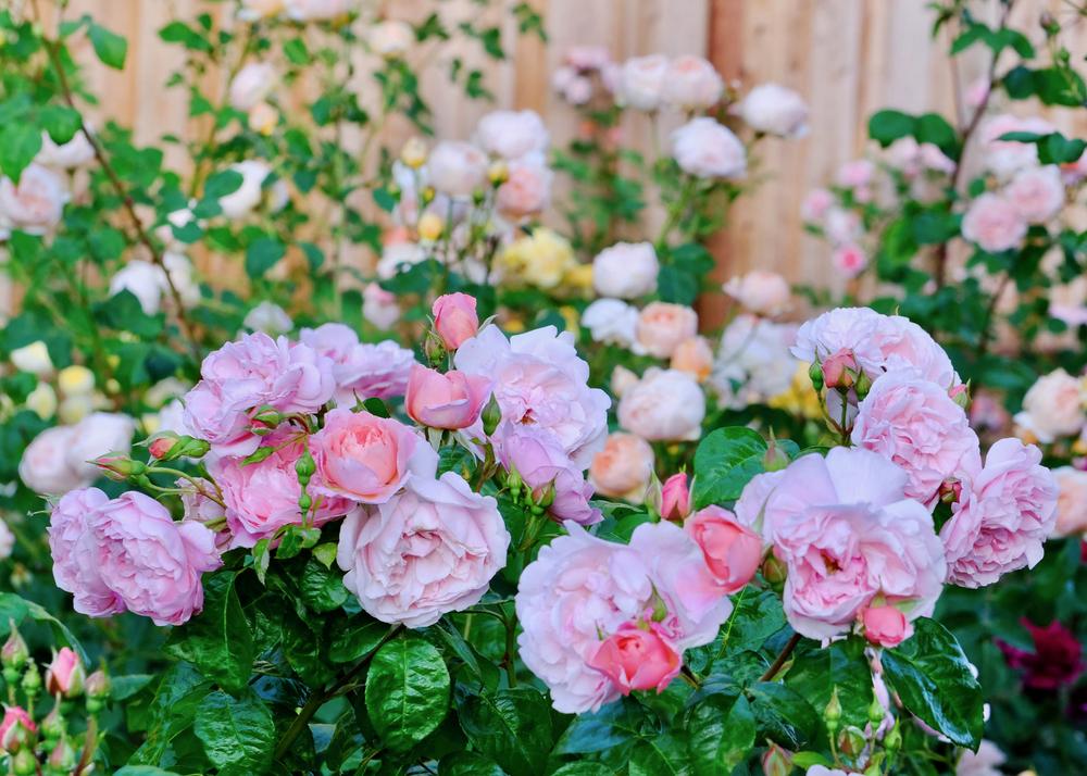 Photo of the bloom of Rose (Rosa 'Strawberry Hill') posted by ...