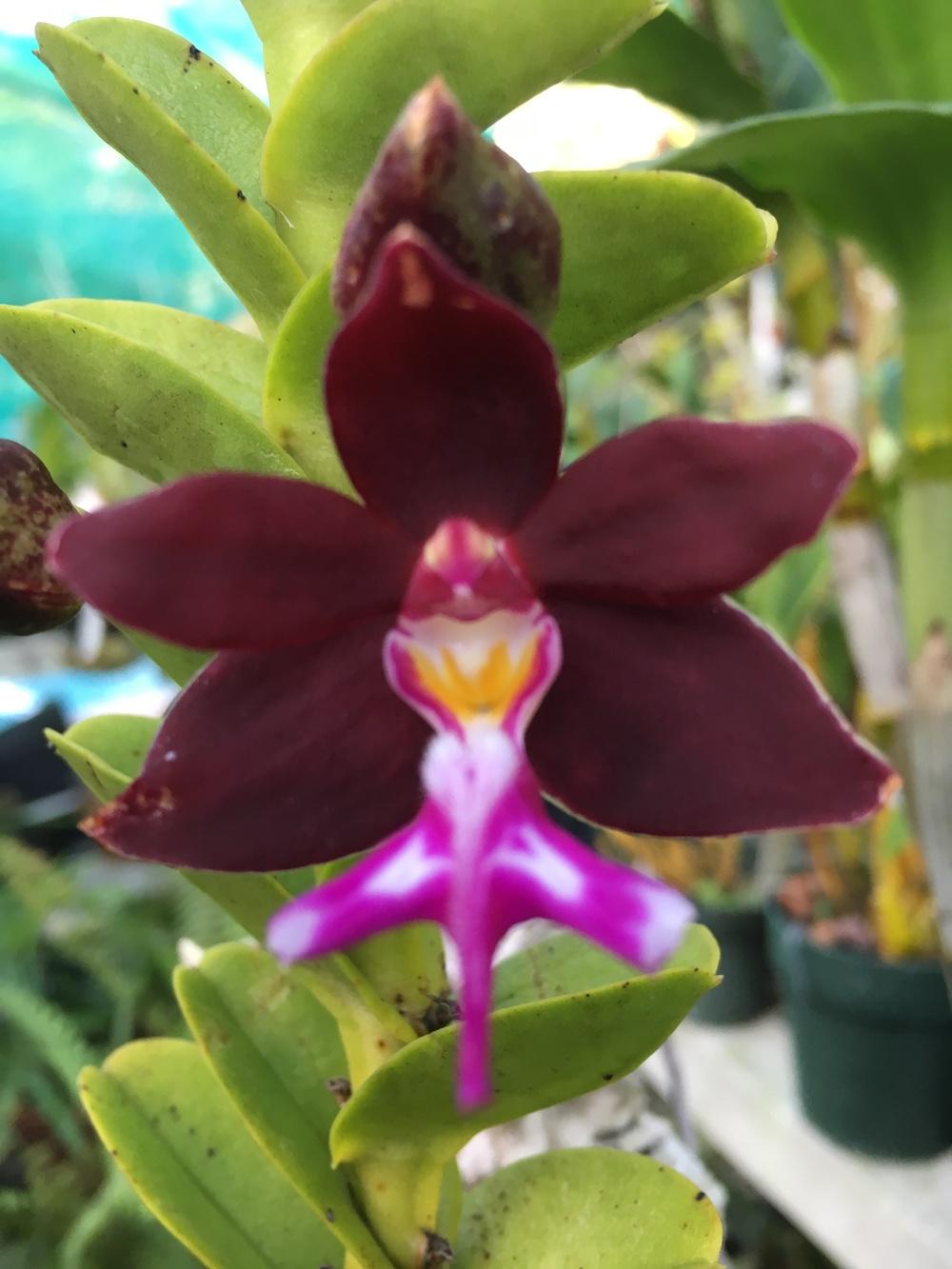 Vanda orchid babies yellowing in the Orchids forum - Garden.org