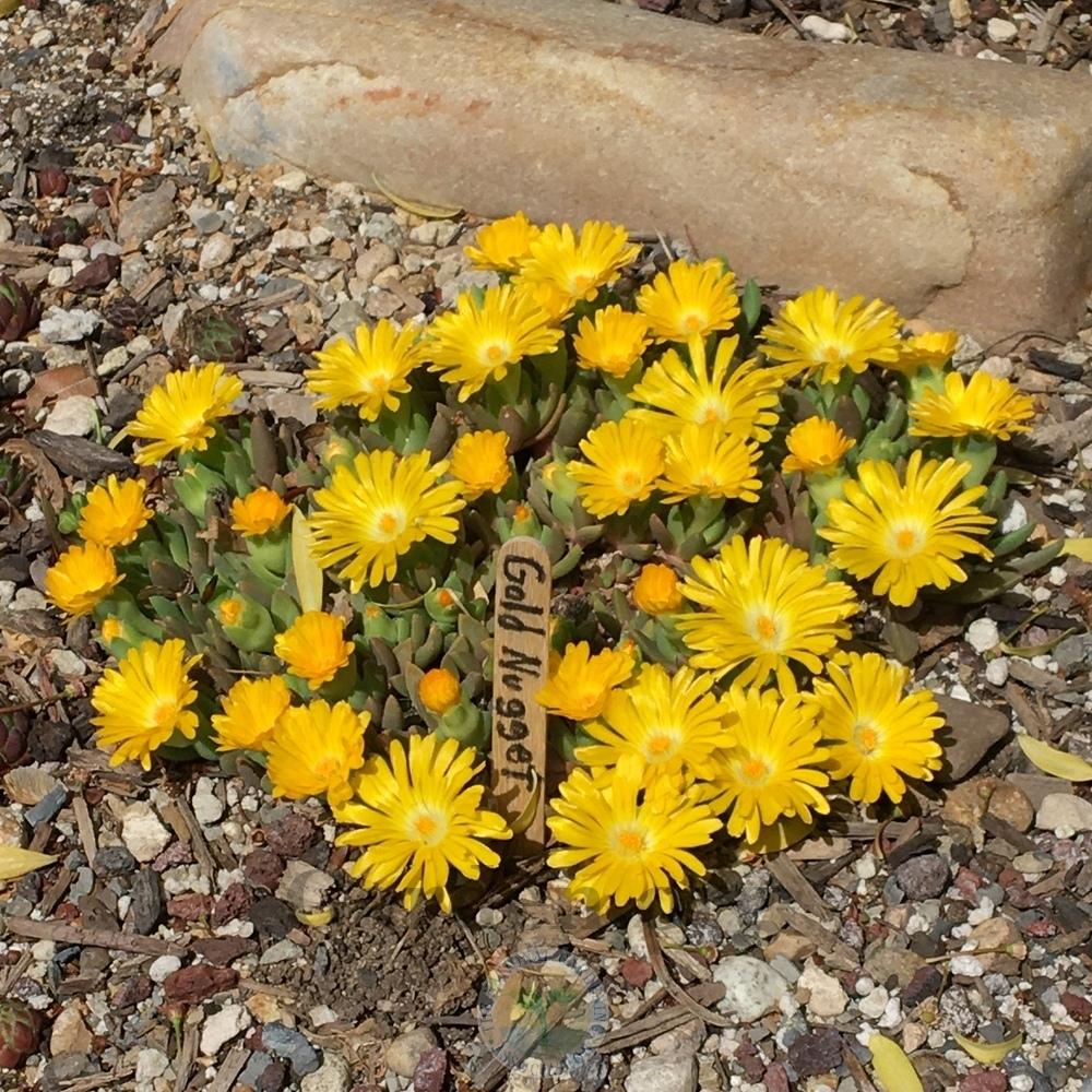 Ice Plant (Delosperma basuticum 'Gold Nugget') - Garden.org