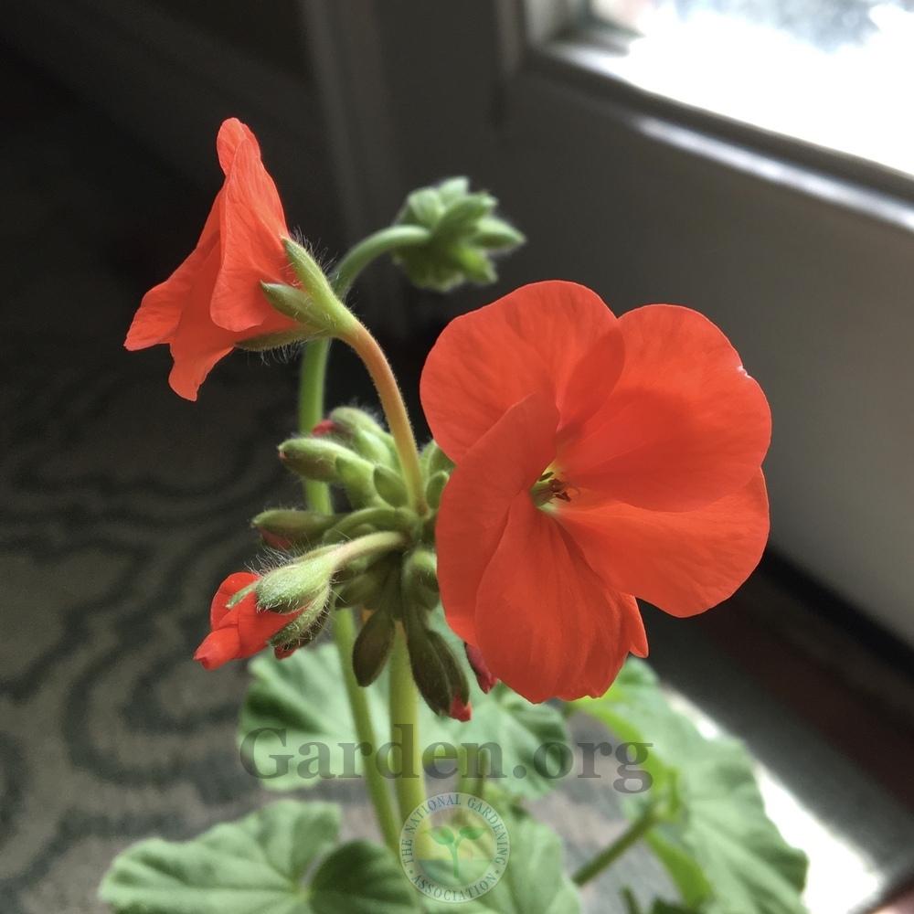 Zonal Geranium (Pelargonium x hortorum 'Horizon Orange') in the ...