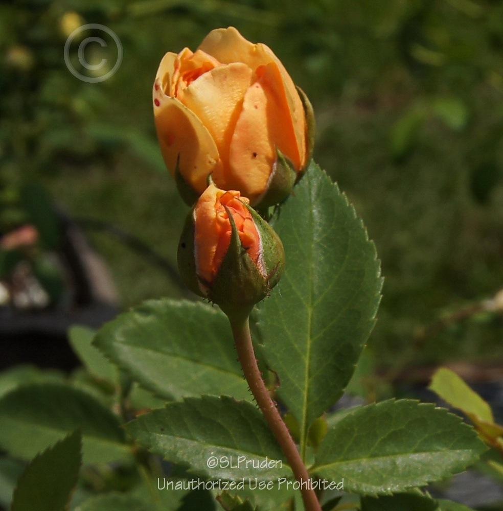 Photo of the closeup of buds, sepals and receptacles of Rose (Rosa 'Port Sunlight') posted by ...