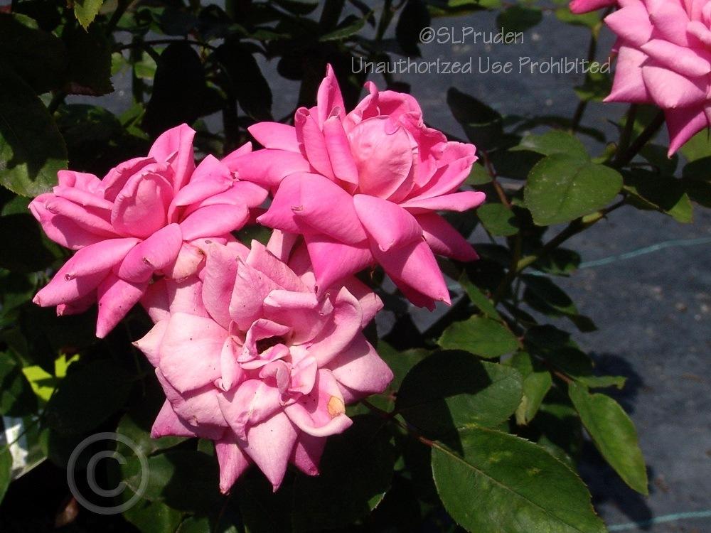 Photo of the bloom of Rose (Rosa 'Pink Double Knock Out') posted by ...