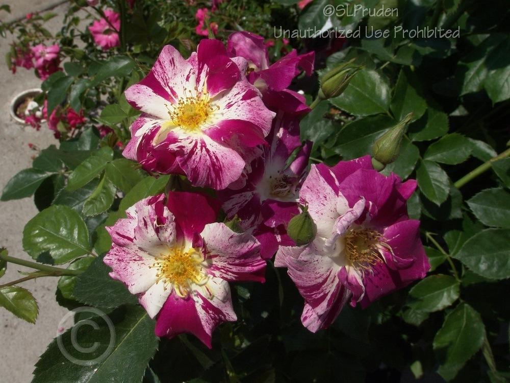 Photo of the bloom of Rose (Rosa 'Purple Splash') posted by DaylilySLP ...