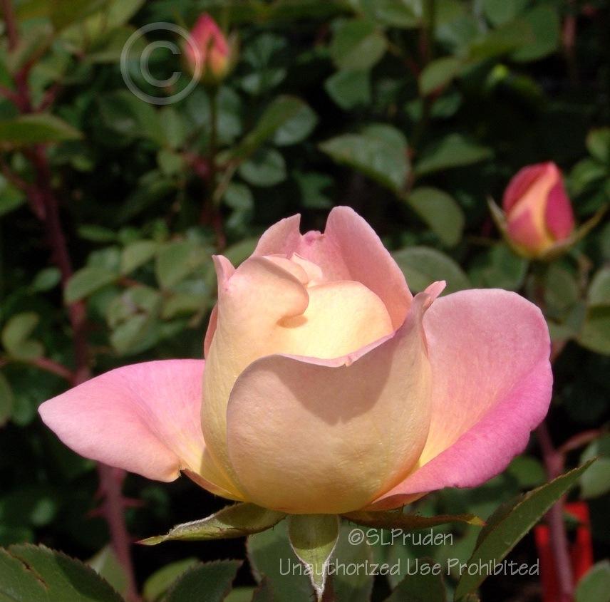 Rose (Rosa 'Brite Eyes') in the Roses Database - Garden.org