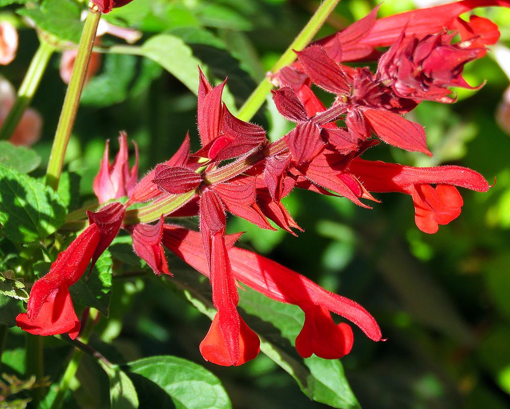 Photo of the bloom of Salvia 'Roman Red' posted by DebraZone9 - Garden.org