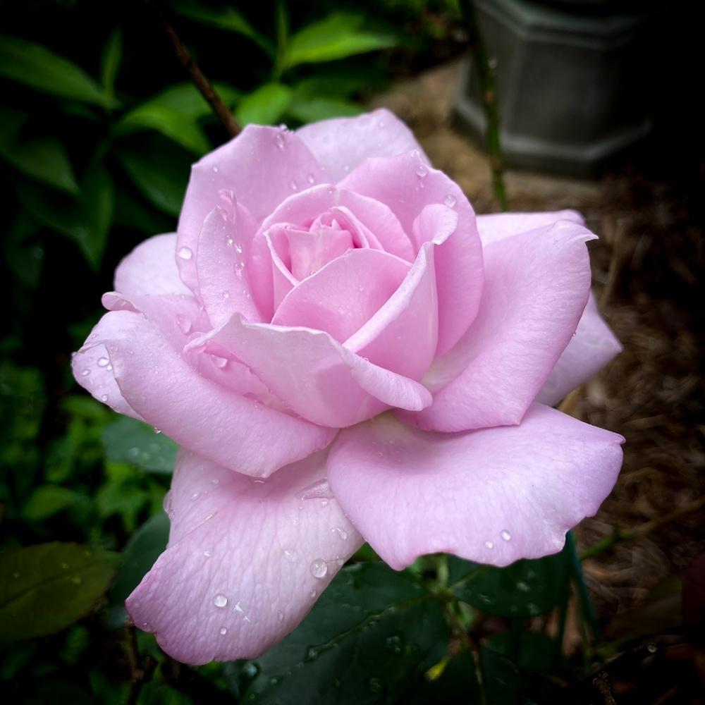 Photo of the bloom of Rose (Rosa 'Moonlight Magic') posted by GaNinFl ...