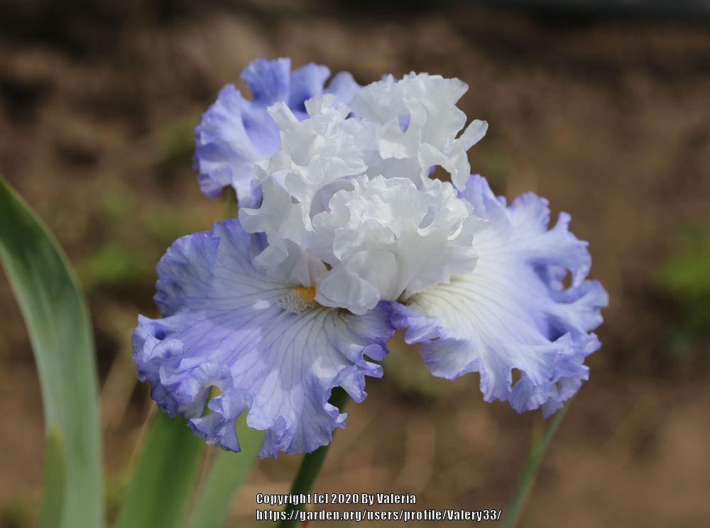 Photo of the bloom of Tall Bearded Iris (Iris 'Caribbean Queen') posted ...