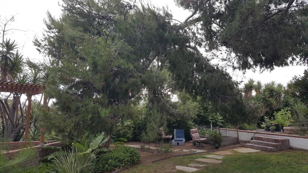 Lion-tailing in an old pine, how to prune it now in the Ask a Question ...