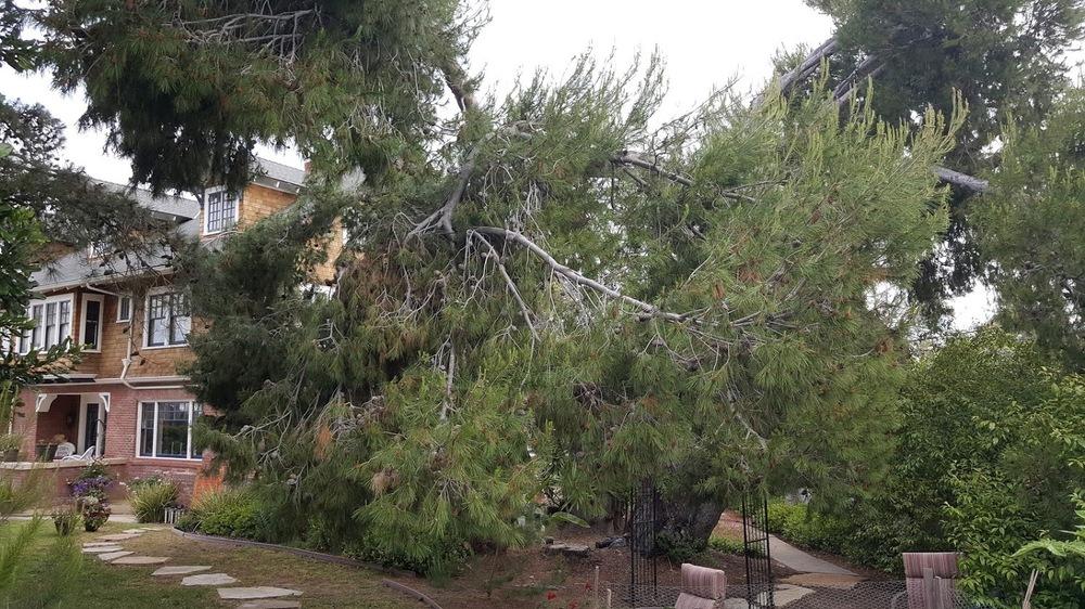 Lion-tailing in an old pine, how to prune it now in the Ask a Question ...