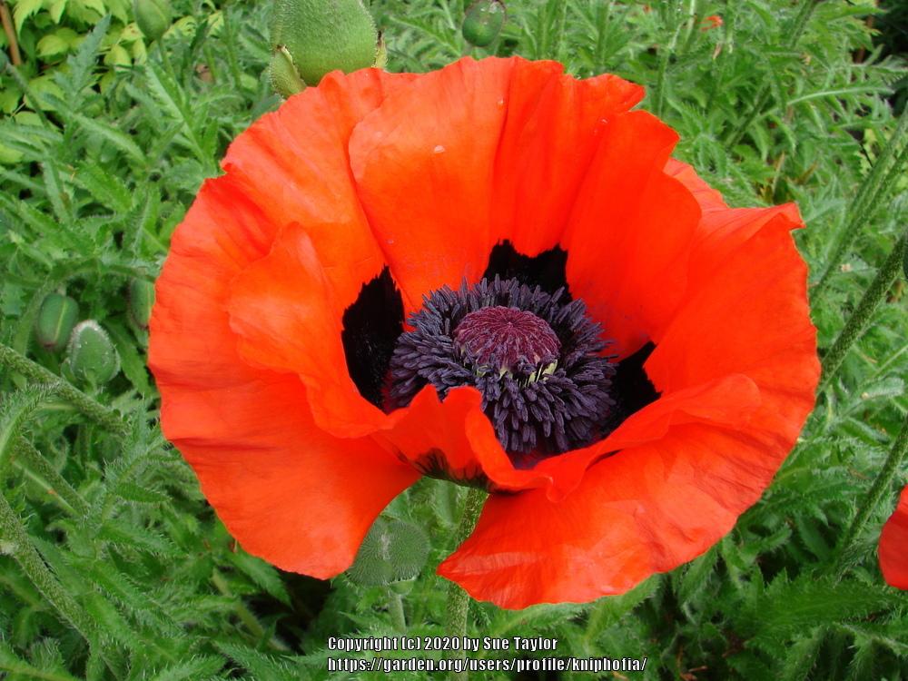 Oriental Poppy (Papaver orientale 'Beauty of Livermere') in the Poppies ...