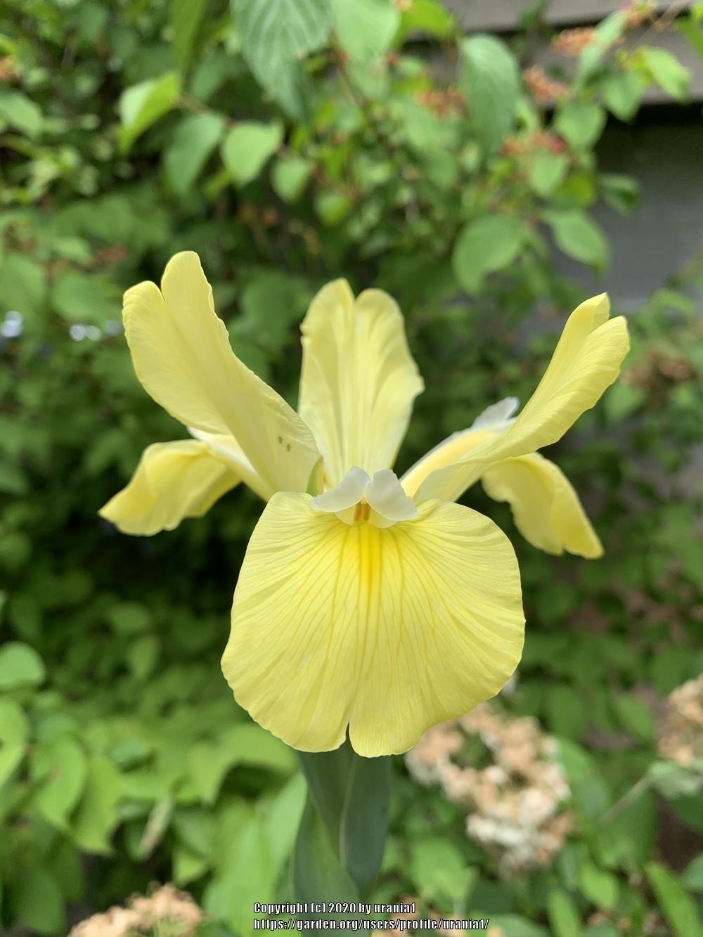 Spuria Iris (Iris 'Lemon Shortcake') in the Irises Database - Garden.org