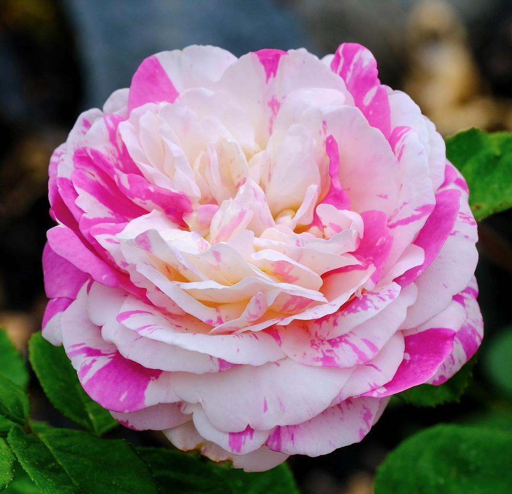 Photo of the bloom of Rose (Rosa 'Wonderstripe') posted by AnnKNCalif ...