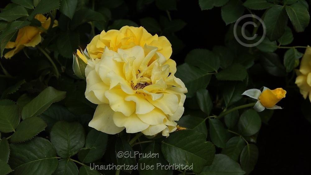 Photo of the bloom of Rose (Rosa 'Sparkle & Shine') posted by ...