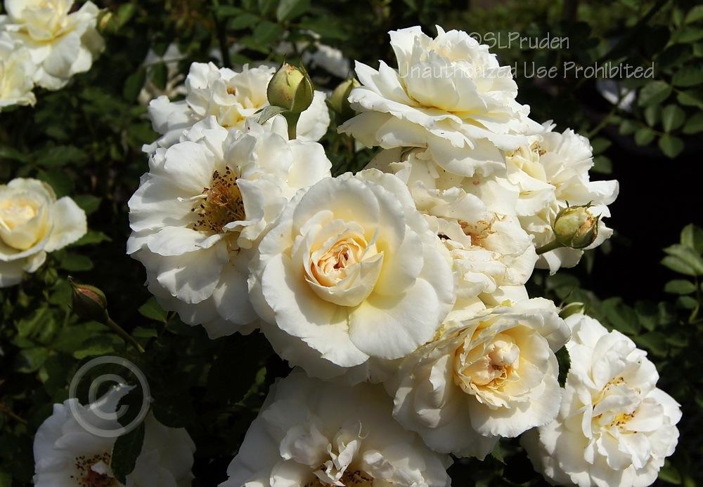 Rose (Rosa 'Snowdrift') in the Roses Database - Garden.org