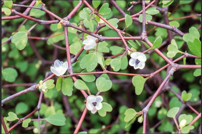 Photo of the bloom of Shrubby Tororaro (Muehlenbeckia astonii) posted ...