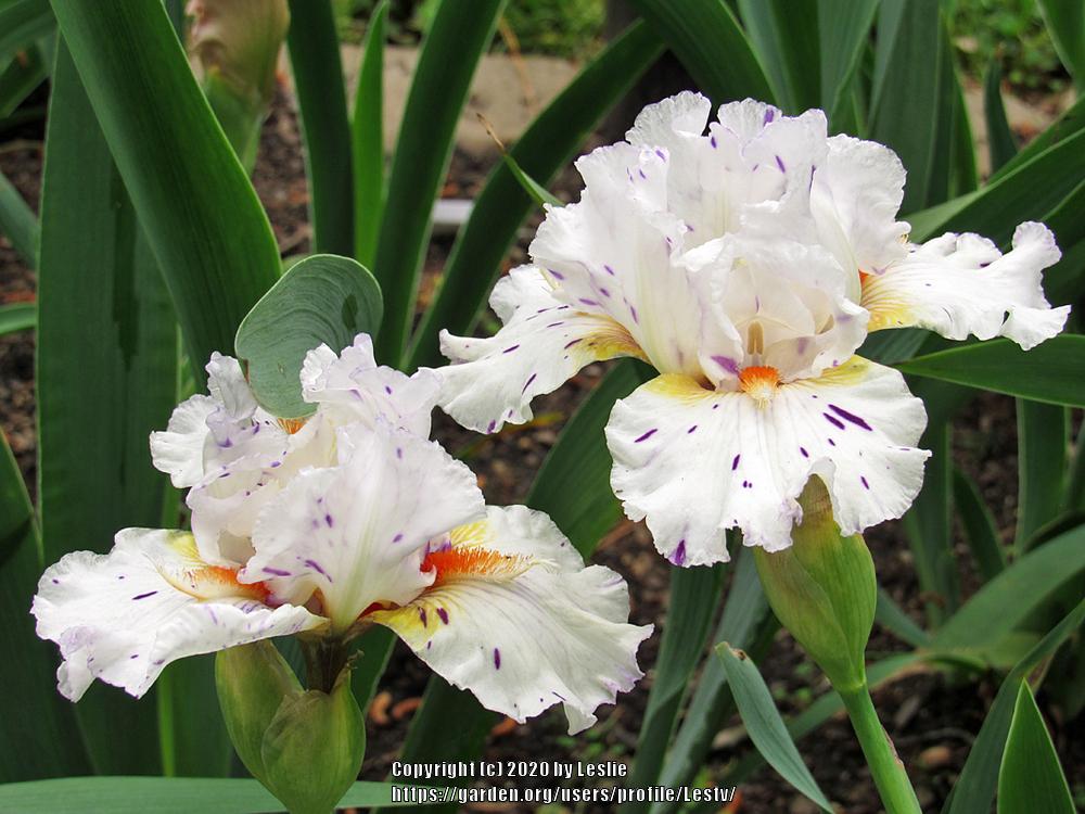 Tall Bearded Iris (Iris 'Don't Doubt Dalton') in the Irises Database ...
