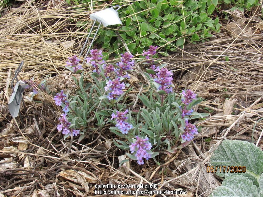 Low Beardtongue (Penstemon humilis) in the Penstemons Database - Garden.org