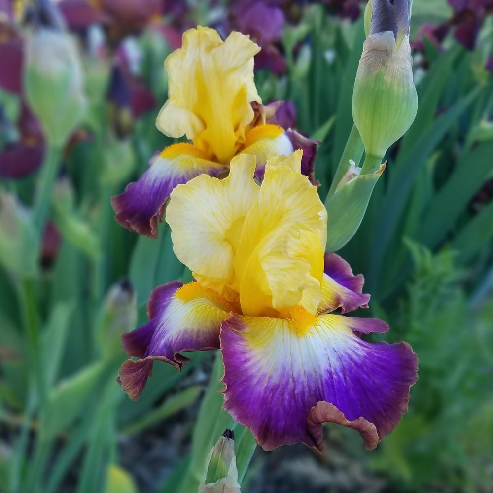 Photo of the bloom of Tall Bearded Iris (Iris 'Rainbow High') posted by ...