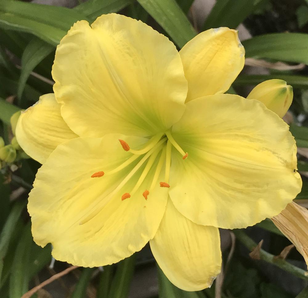 Your Five Favorite Yellow Daylilies? in the Daylilies forum - Garden.org