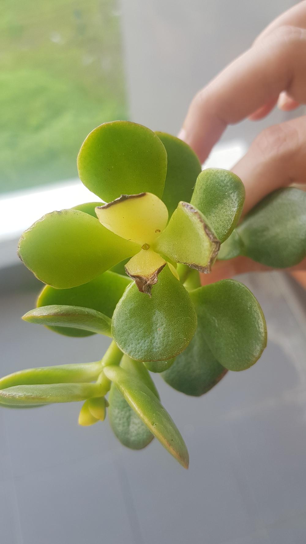 Jade plant - root rot in the Ask a Question forum - Garden.org