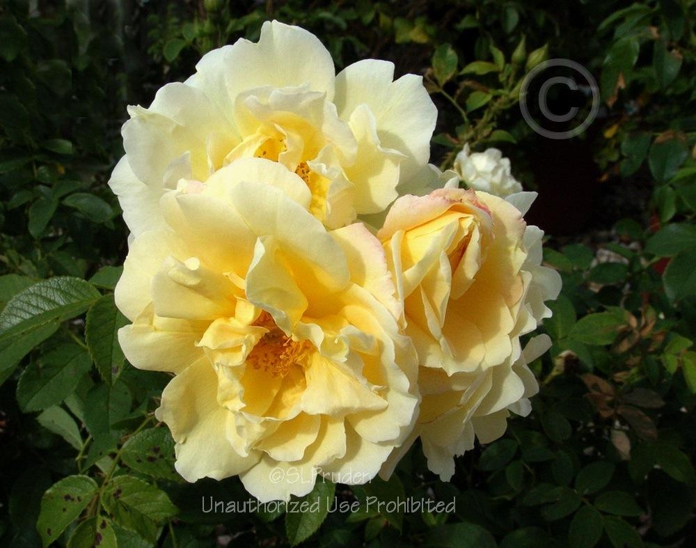 Rose (Rosa 'Topaz Jewel') in the Roses Database - Garden.org