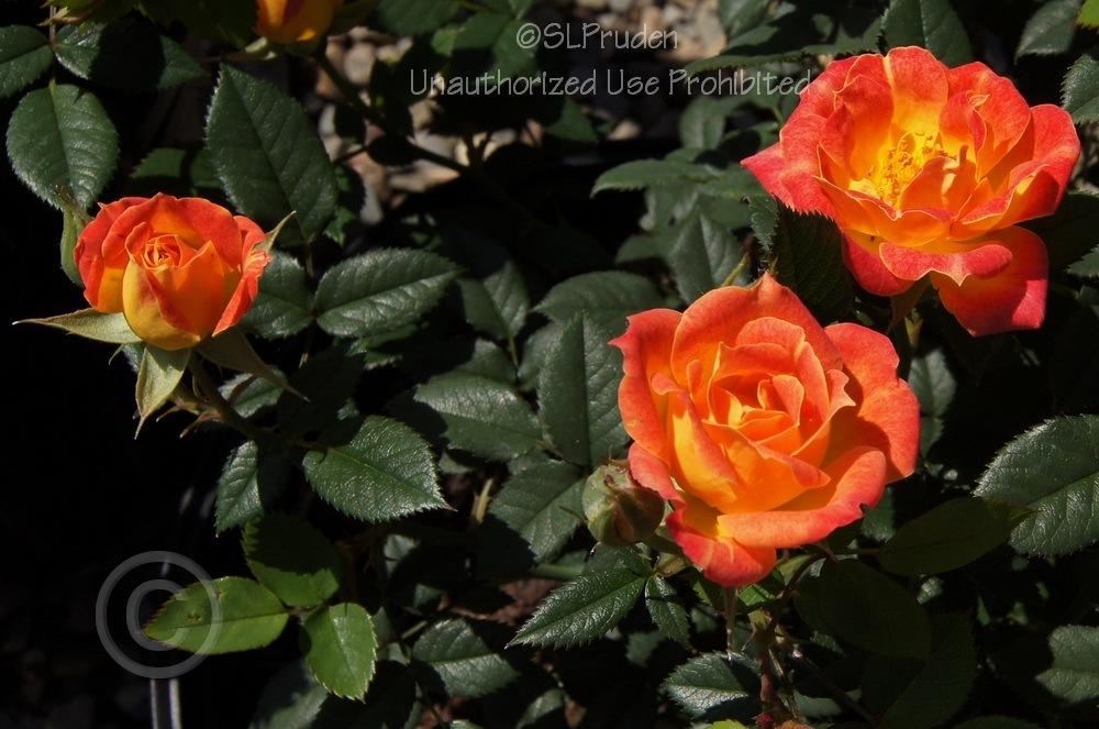 Photo of the bloom of Rose (Rosa 'Tiddly Winks') posted by DaylilySLP ...