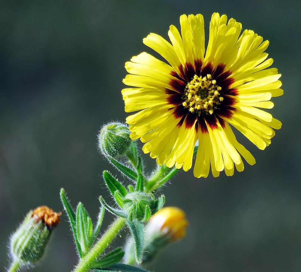 Common Madia (Madia elegans) - Garden.org