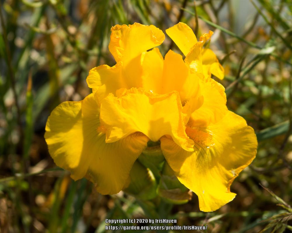 Tall Bearded Iris (Iris 'Gold Cache') in the Irises Database - Garden.org