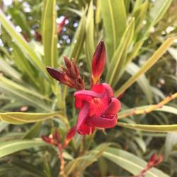 Photo of the entire plant of Oleander (Nerium oleander 'Red Cardinal ...