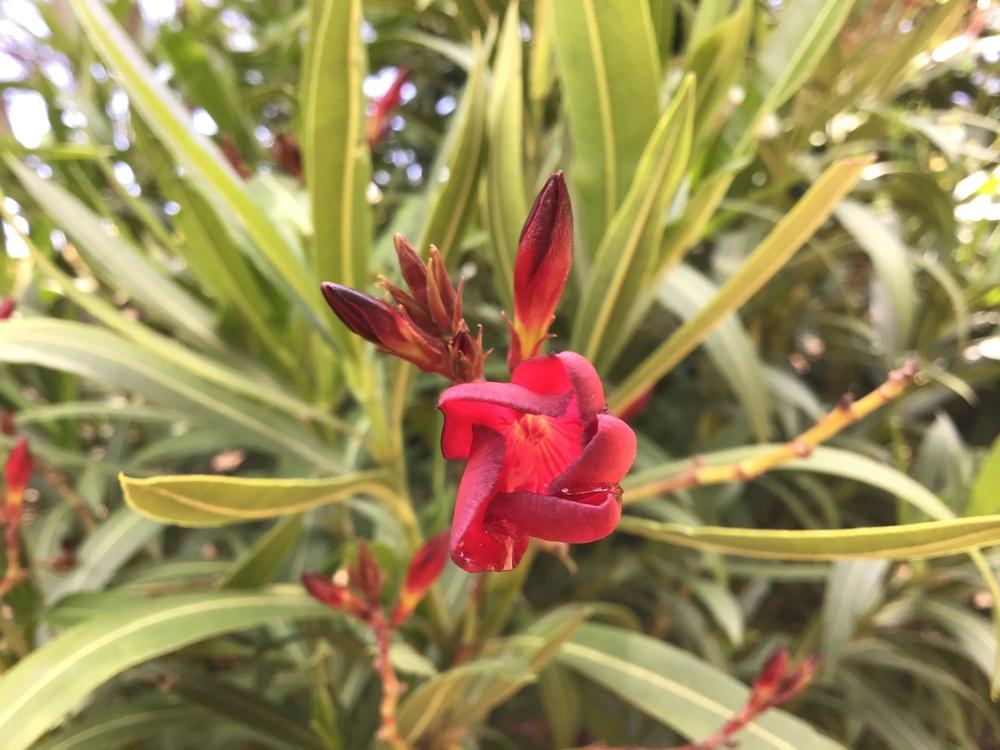 Oleanders: Plant Care and Collection of Varieties - Garden.org