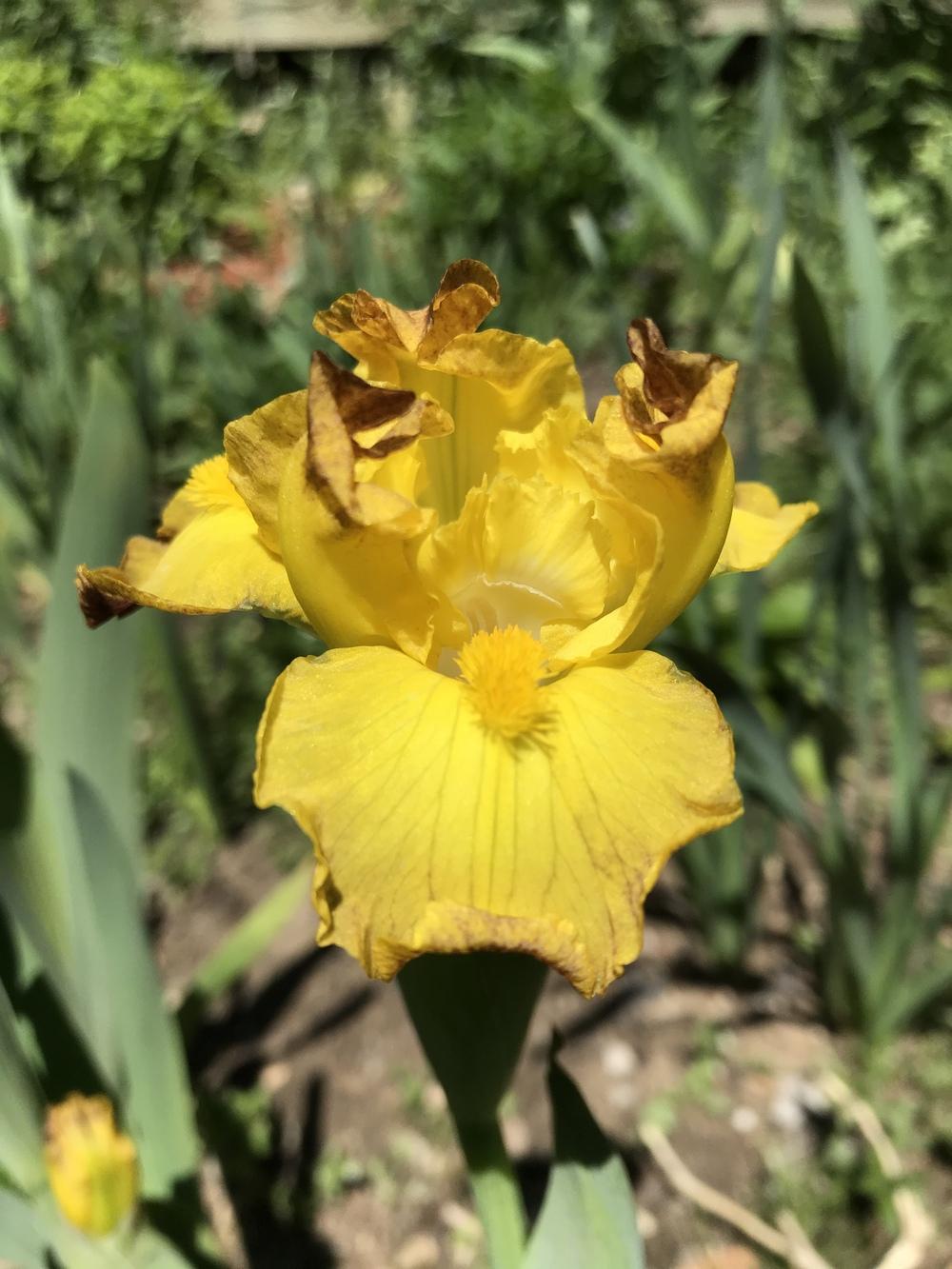 Standard Dwarf Bearded Iris (Iris 'Bird Call') in the Irises Database ...