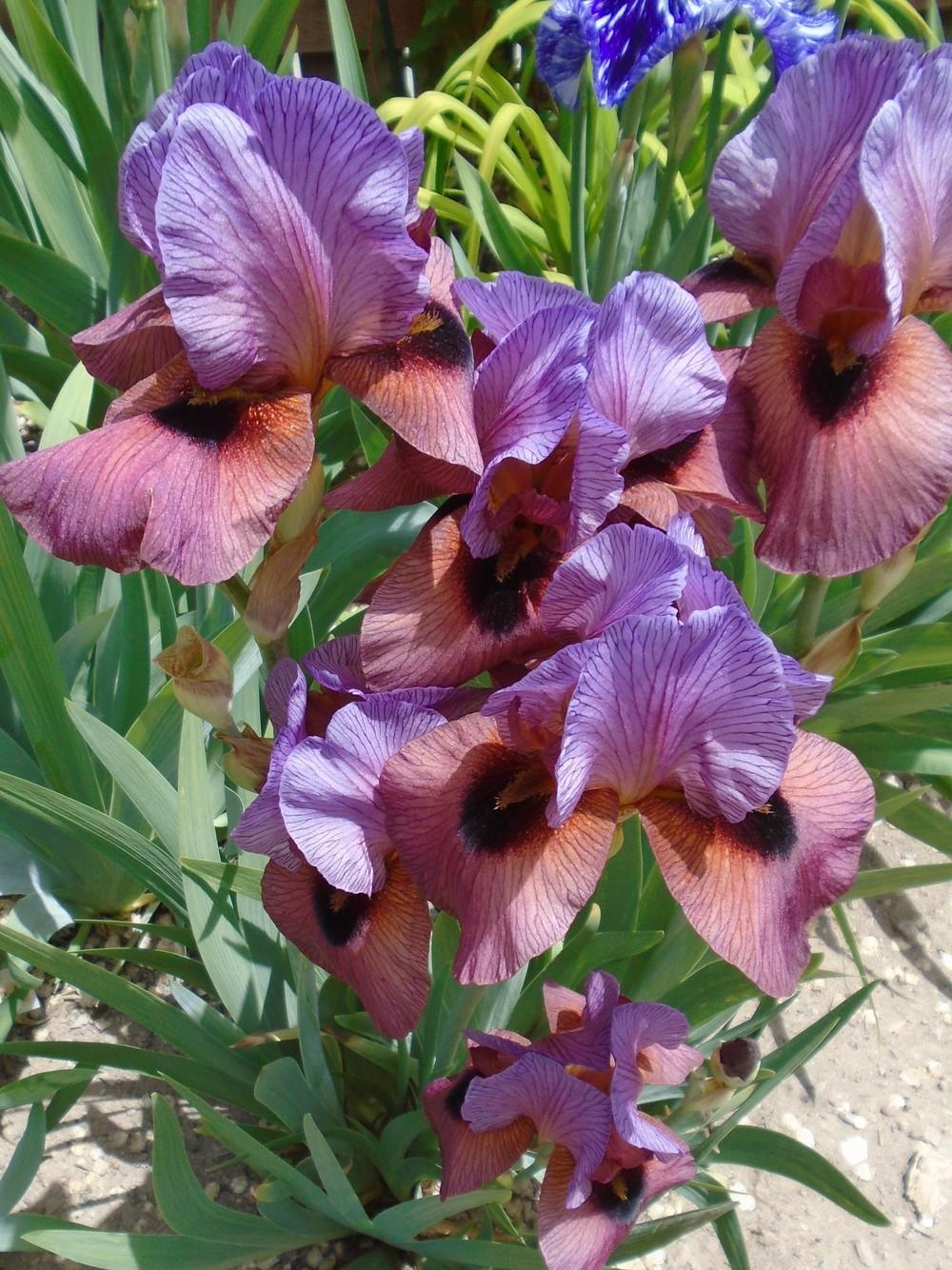 A Visit to a Fabulous Utah Iris Garden........ in the Irises forum ...